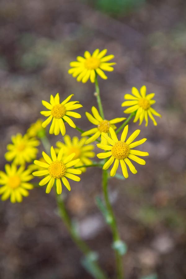 Oxford Ragwort Senecio Squalidus Stock Photos - Free & Royalty-Free ...