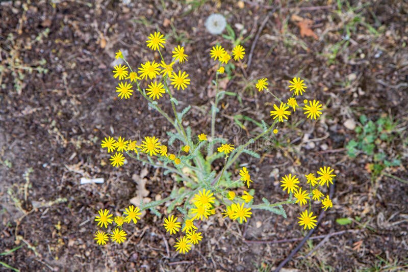 Ragwort blooming stock photo. Image of flora, oxford - 146401750