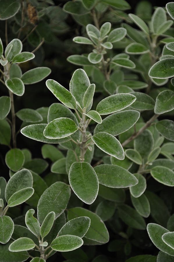 Senecio Sunshine stock image. Image of rain, senecio, growth - 7931687