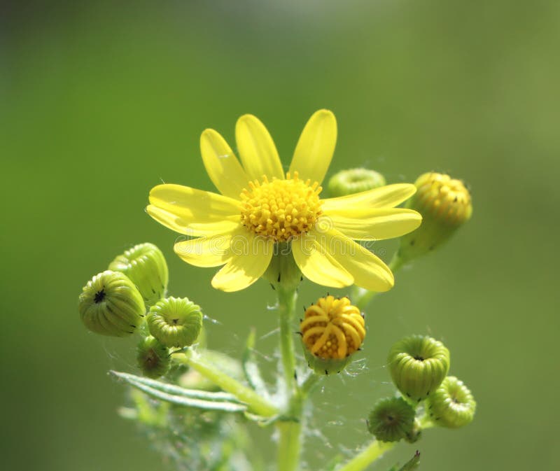 Senecio Vernalis (eastern Groundsel) Stock Photo - Image of wild ...