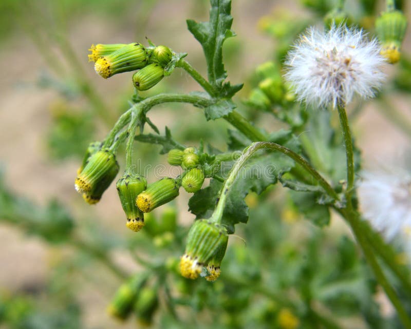 Senecio Vulgaris Grows in Nature Stock Image - Image of weed, outdoor ...