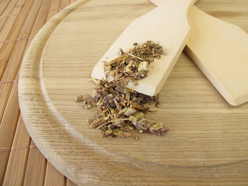 Senega Root, Polygalae Radix Stock Photo - Image of medicinal, polygala ...