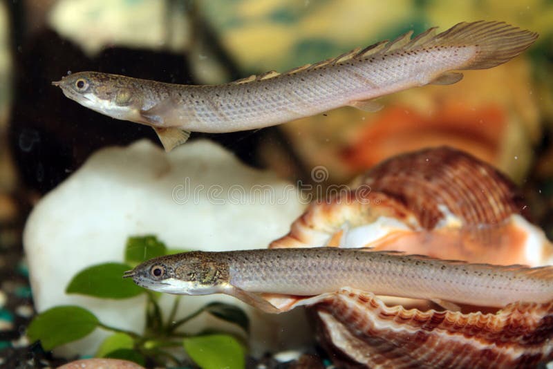 Senegal Bichir Aquarium Fish Stock Image - Image of senegal, bichir ...