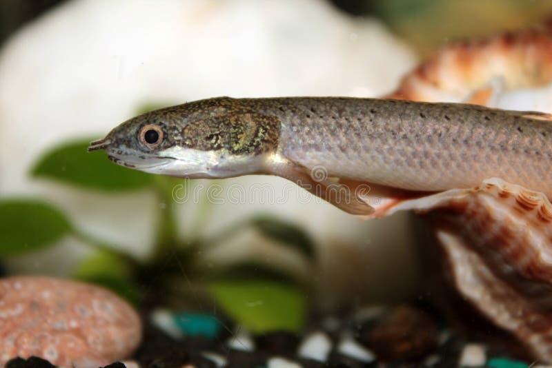 Senegal Bichir Aquarium Fish Stock Image - Image of senegal, bichir ...