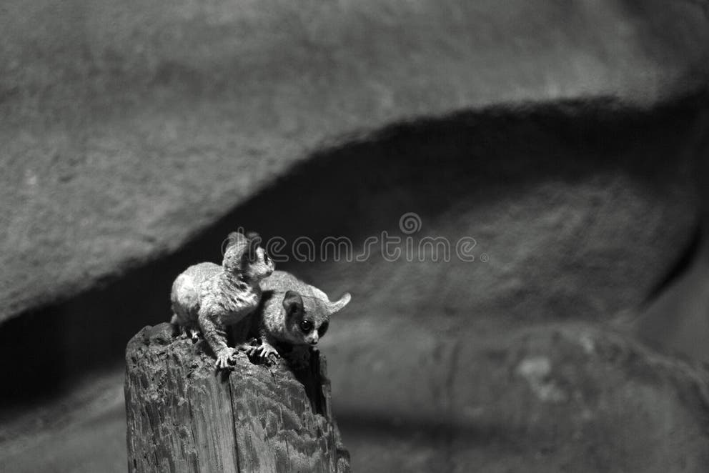Senegal bushbaby stock image. Image of wood, bushbaby - 22726893
