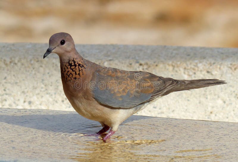 Senegal Dove stock photo. Image of australian, laughing - 145741852