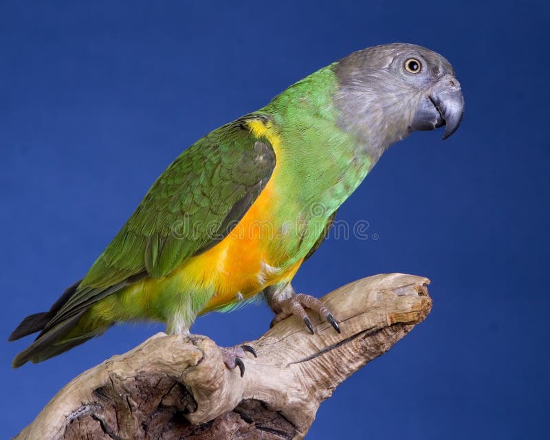 Senegal Parrot Flying stock photo. Image of nature, athens - 12174194