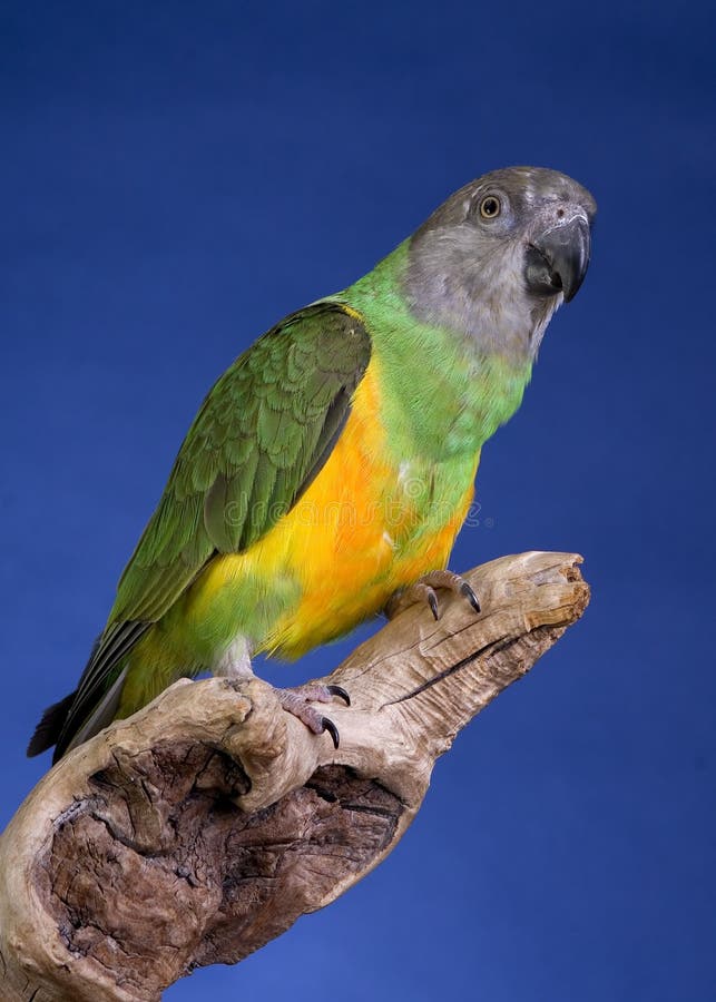 Senegal Parrot - Poicephalus Senegalus Stock Photo - Image of tropical ...