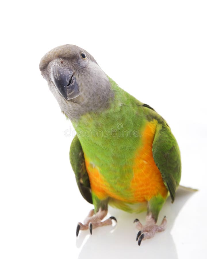 Senegal Parrot stock photo. Image of species, beak, isolated - 7227102
