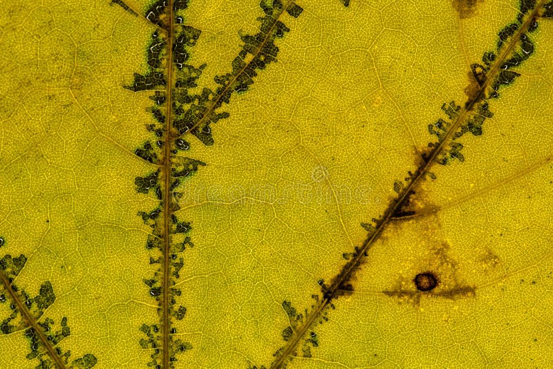 Senescent Maple Leaf stock photo. Image of nature, surface - 194599544