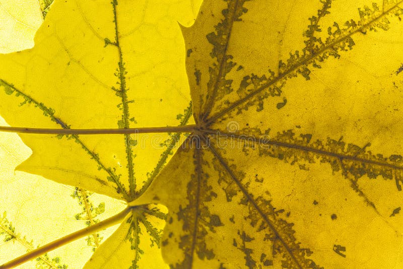 Senescent Maple Leaves stock image. Image of tissue - 194599565