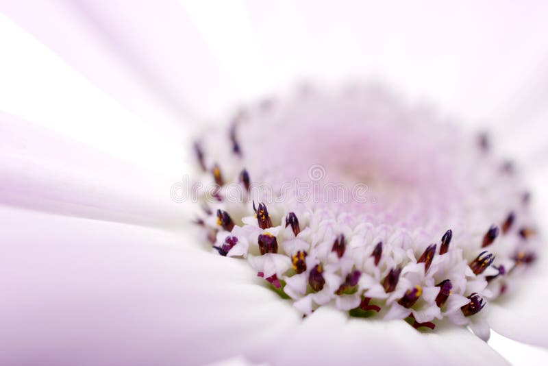 Senetti, genus Daisy stock photo. Image of senecio, horticulture - 2275208
