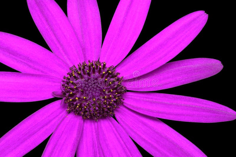 Senetti Pericallis Flower stock image. Image of closeup - 18935027