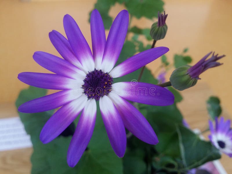 Senetti Violet Bicolour Flower Stock Photo - Image of beautiful ...