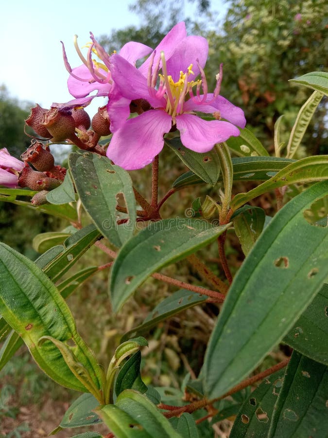 The Beautiful of Senggani or Melastoma Flower. Stock Photo - Image of ...