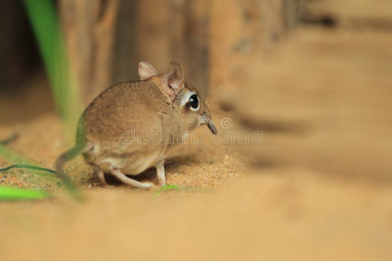 Sengi Rufous imagem de stock. Imagem de estar, animal - 37466825