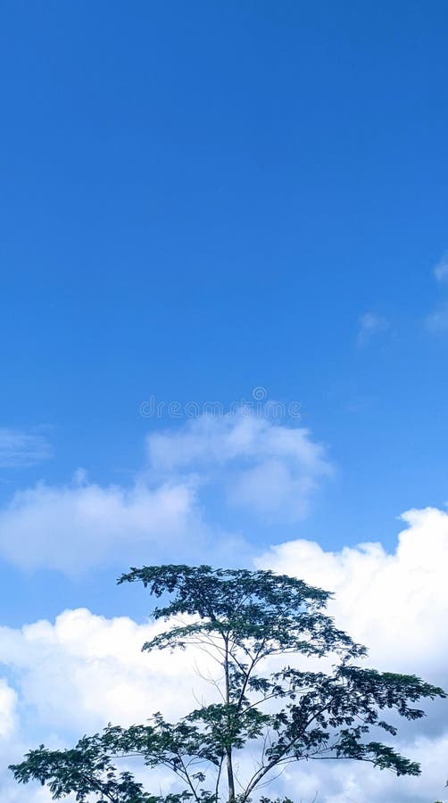 Sengon Tree Leaves Clouds and Sky? Stock Photo - Image of cumulus ...