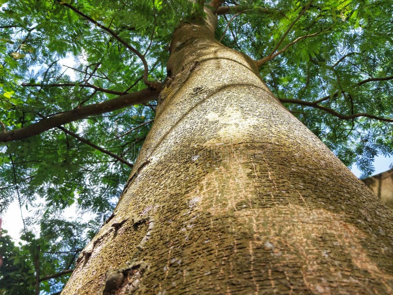 Sengon tree stock photo. Image of tree, sengon - 249123542