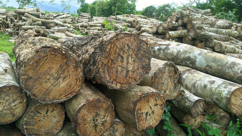 Sengon Tree Photos - Free & Royalty-Free Stock Photos from Dreamstime