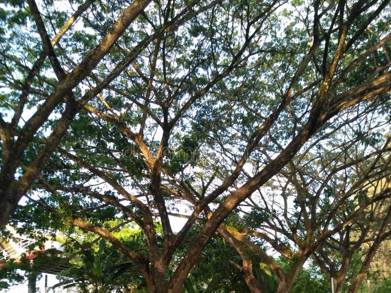 Sengon Wood an the Tenggarong City Stock Photo - Image of fruit, tree ...