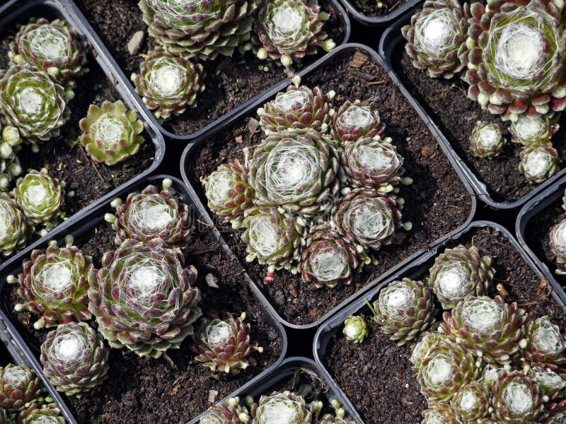 Sengreen stock image. Image of flower, green, houseleek - 37782933