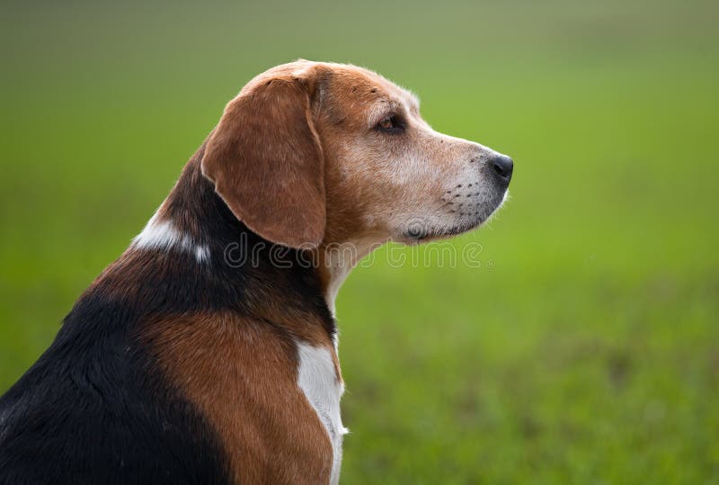 Senior adult beagle dog stock photo. Image of friendship - 7079268