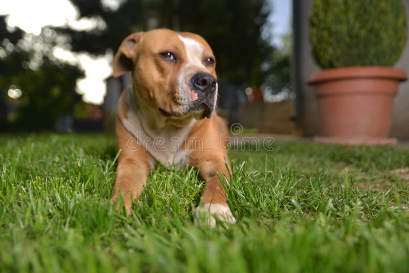 Senior Amstaff Dog Laying Outside in the Grass. Stock Image - Image of ...