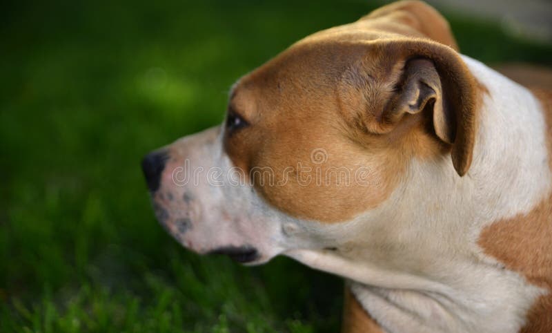Senior Amstaff Dog Laying Outside in the Grass. Stock Photo - Image of ...