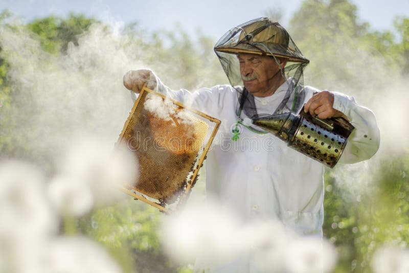 Senior Apiarist Making Inspection in Apiary in the Springtime Stock ...
