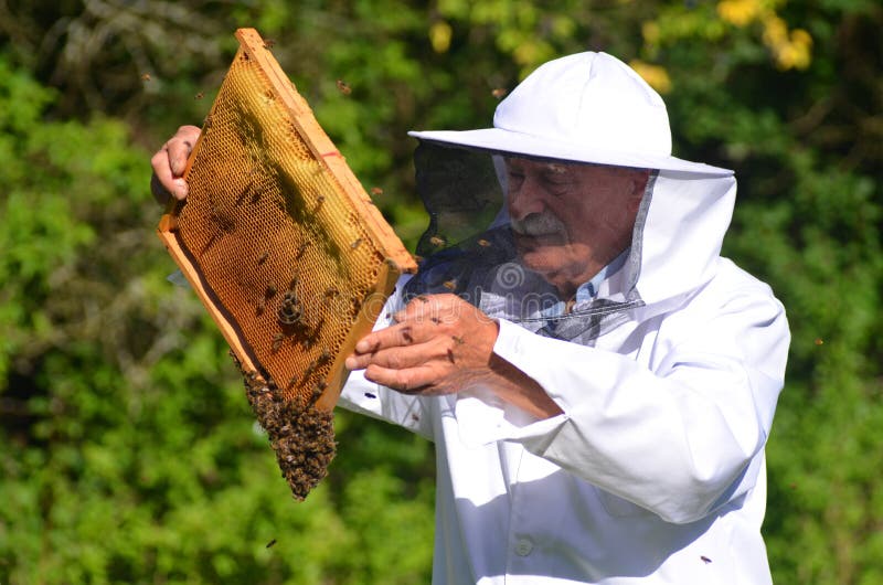 Senior Apiarist Making Inspection in Apiary Stock Photo - Image of ...