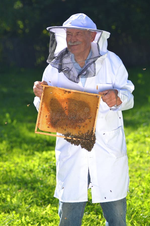 Senior Apiarist Making Inspection in Apiary Stock Image - Image of ...