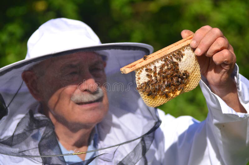 Senior Apiarist Making Inspection in Apiary Stock Image - Image of ...