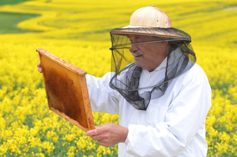 Senior Apiarist Working in the Blooming Rapeseed Field Stock Photo ...