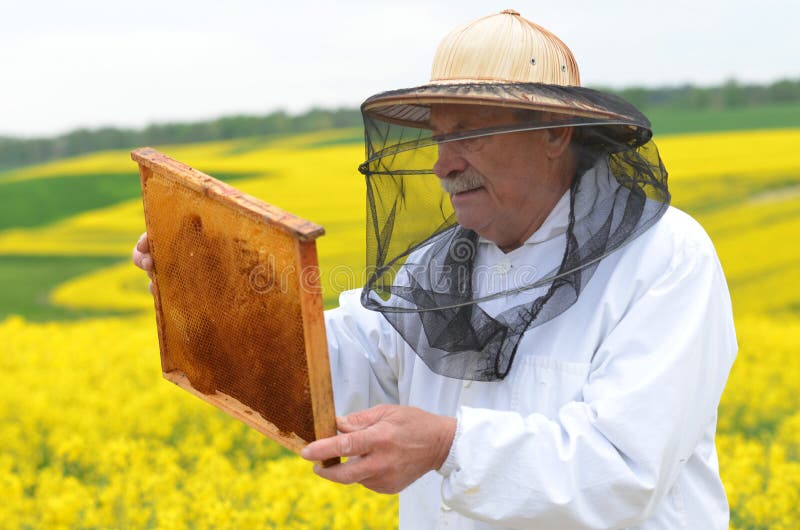 Senior Apiarist Working in the Blooming Rapeseed Field Stock Image ...