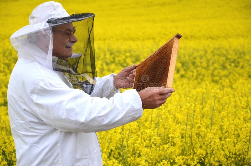 Senior Apiarist Working in the Blooming Rapeseed Field Stock Image ...