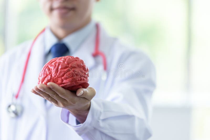 Senior Asian Scientist Man Has Holding Brain Model Stock Photo - Image ...
