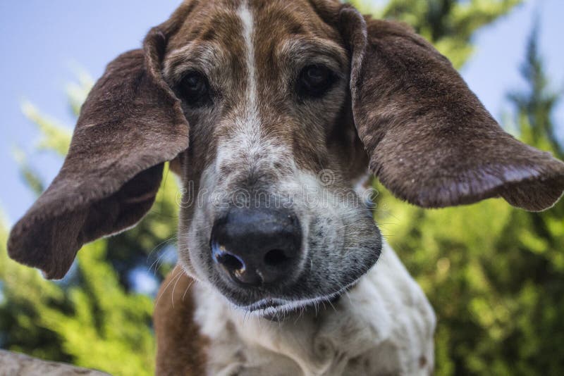 28+ Droopy Free Stock Photos - StockFreeImages