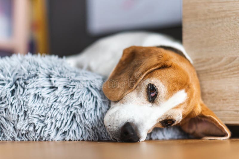 Senior Beagle Dog Resting on a Dog Bed Stock Image - Image of adorable ...