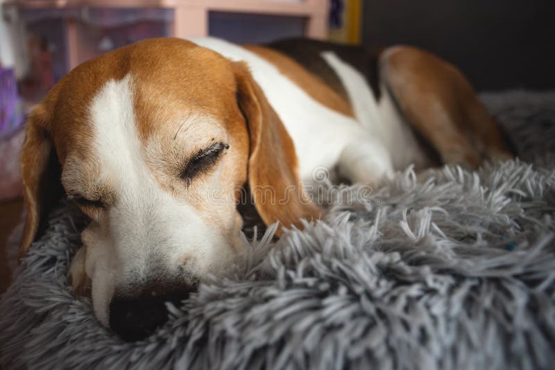 Senior Beagle Dog Resting on a Dog Bed Stock Image - Image of pedigree ...