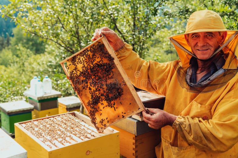 Senior Beekeeper Checking How the Honey Production is Progressing ...