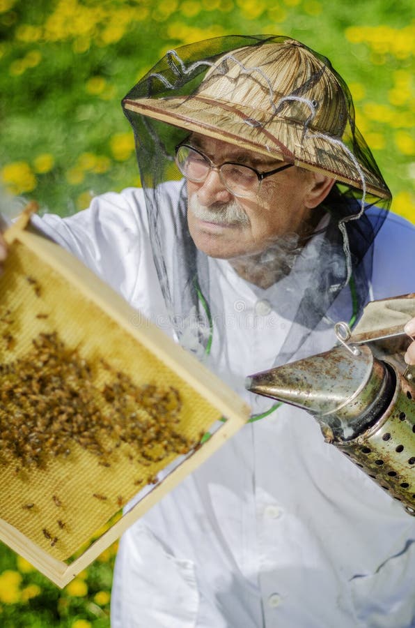 Senior Beekeeper Making Inspection in Apiary in the Springtime Stock ...