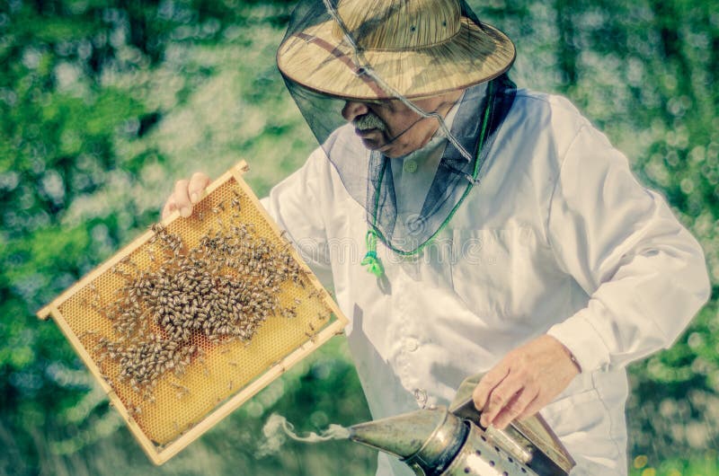 Senior Beekeeper Making Inspection in Apiary in the Springtime Stock ...