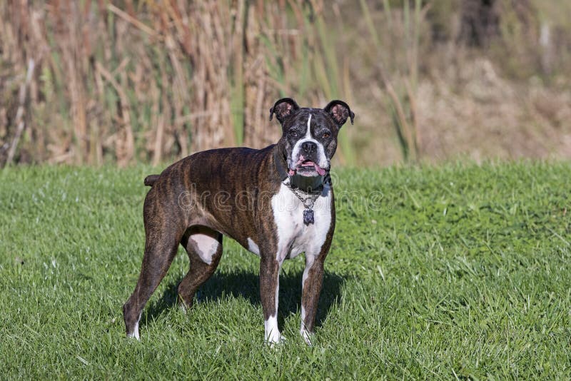 Senior Boxer Dog Standing in a Grassy Field. Stock Image - Image of ...