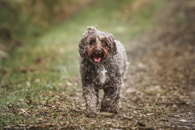 Brown Cockapoo in the Windsor Forest Stock Photo - Image of isolated ...