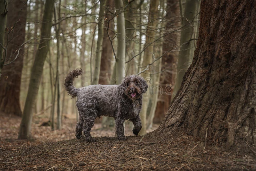 Brown Cockapoo in the Windsor Forest Stock Photo - Image of furry ...