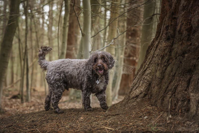 Brown Cockapoo in the Windsor Forest Stock Photo - Image of animal ...