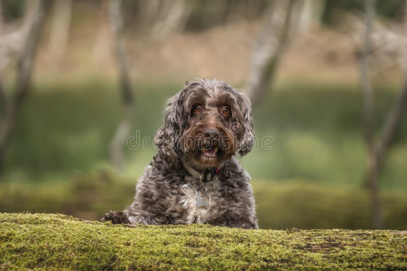 Brown Cockapoo in the Windsor Forest with a Log and Smiling Stock Photo ...