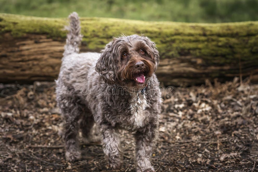 Brown Cockapoo in the Windsor Forest with a Log and Smiling Stock Photo ...