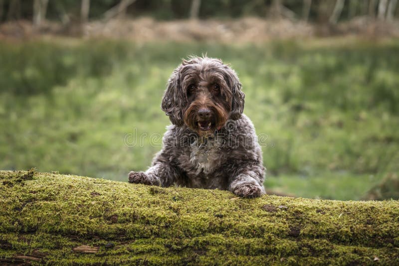 Brown Cockapoo in the Windsor Forest with a Log and Smiling Stock Image ...