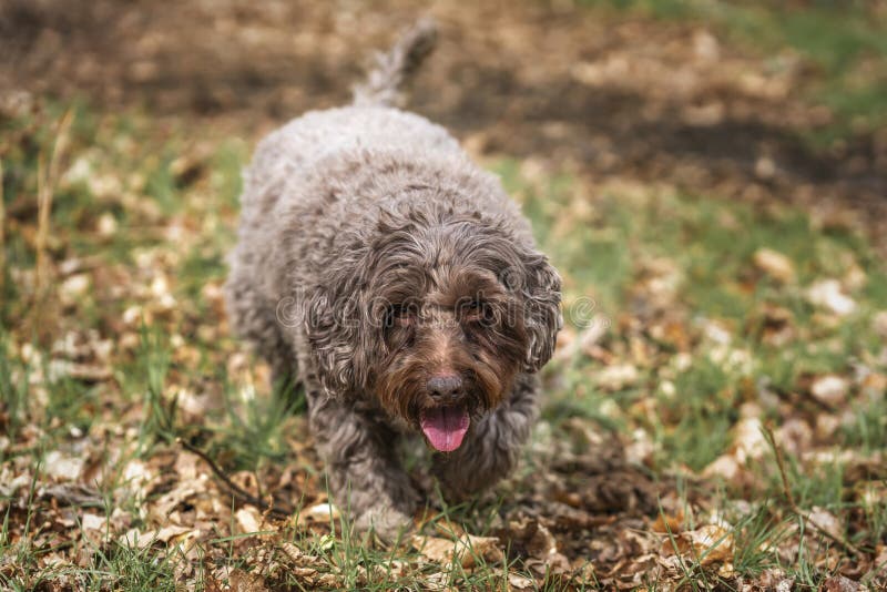 Brown Cockapoo in the Windsor Forest Walking Towards the Camera Stock ...